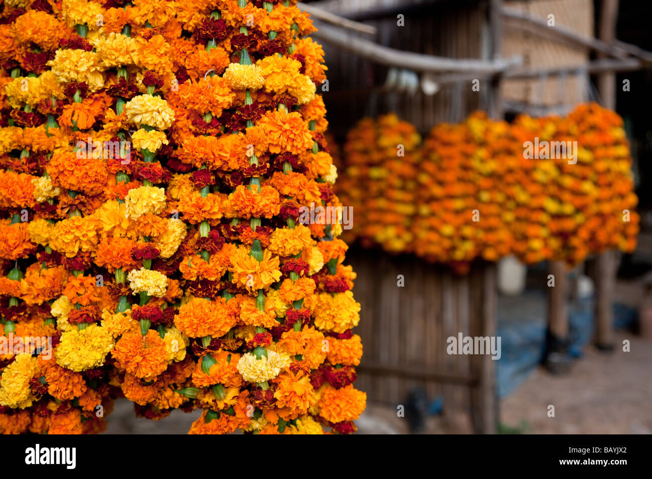 Marigolds at a Flower Market in Delhi India Stock Photo - Alamy