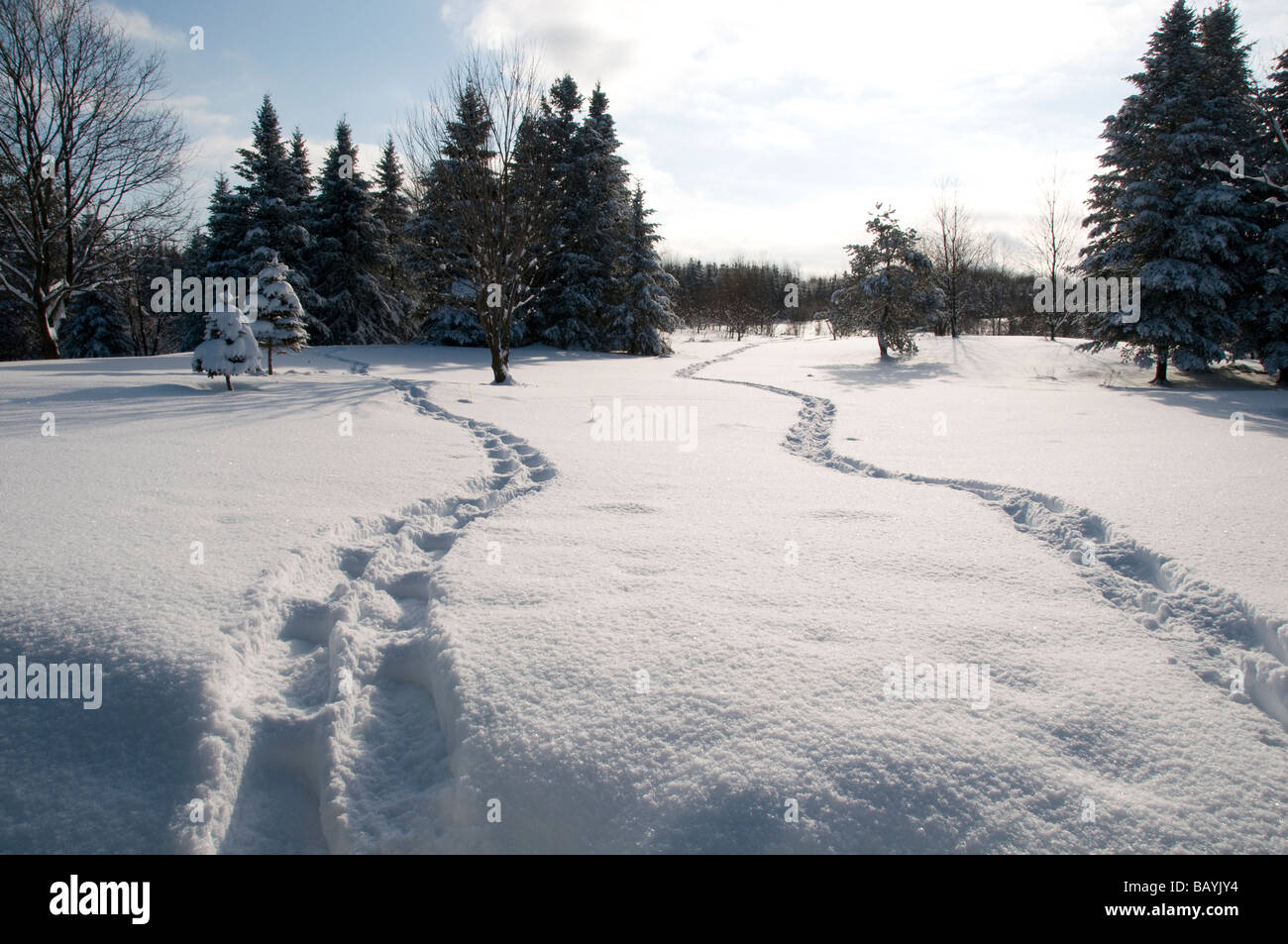 two paths in snow Stock Photo - Alamy