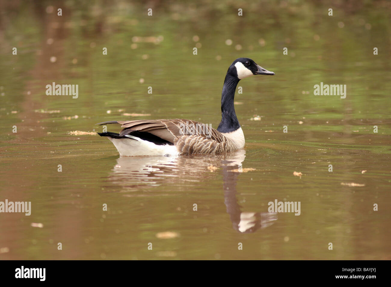 A closeup of a Canadian Goose swimming Stock Photo - Alamy