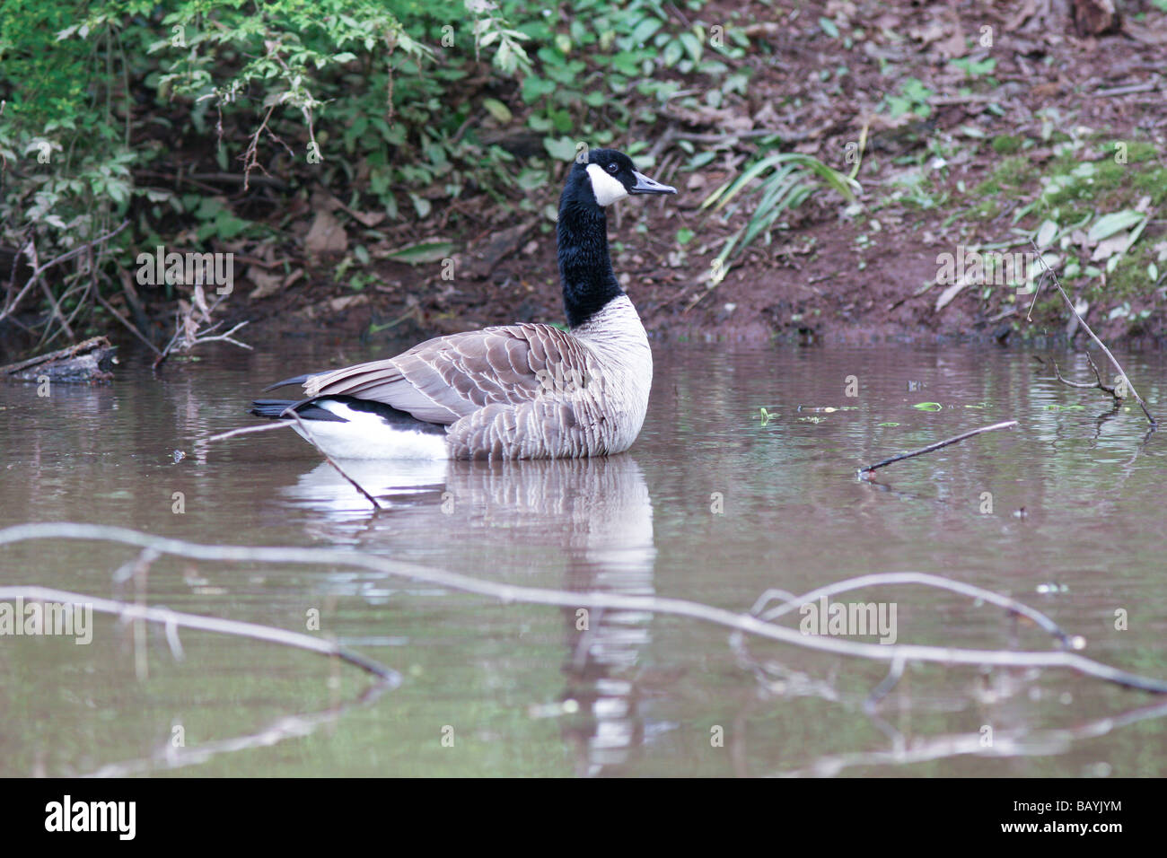 A closeup of a Canadian Goose swimming Stock Photo - Alamy