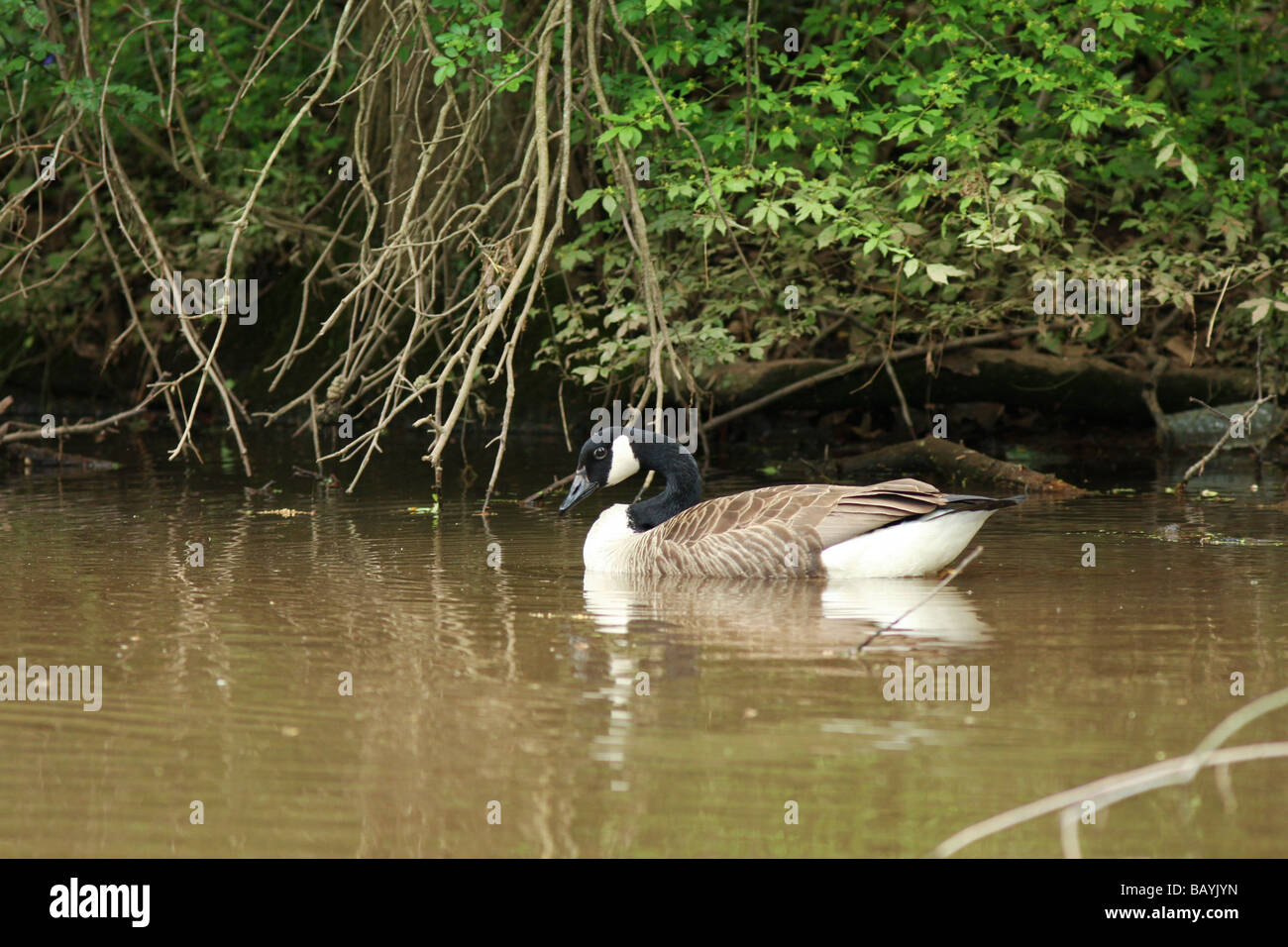 Canadian goose swimming hi-res stock photography and images - Alamy