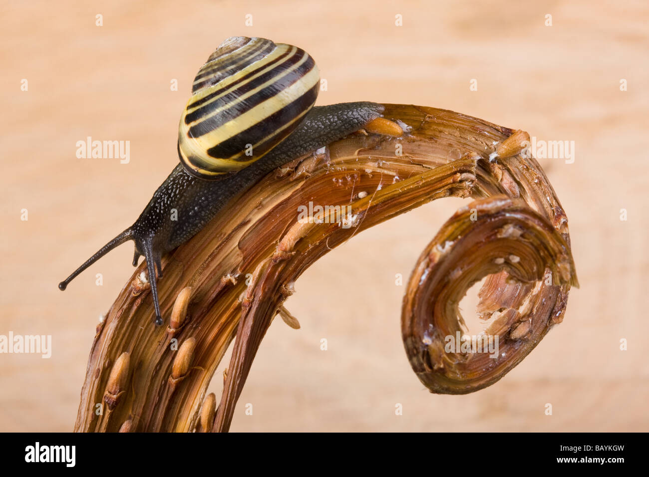 Curly Antenna High Resolution Stock Photography and Images - Alamy