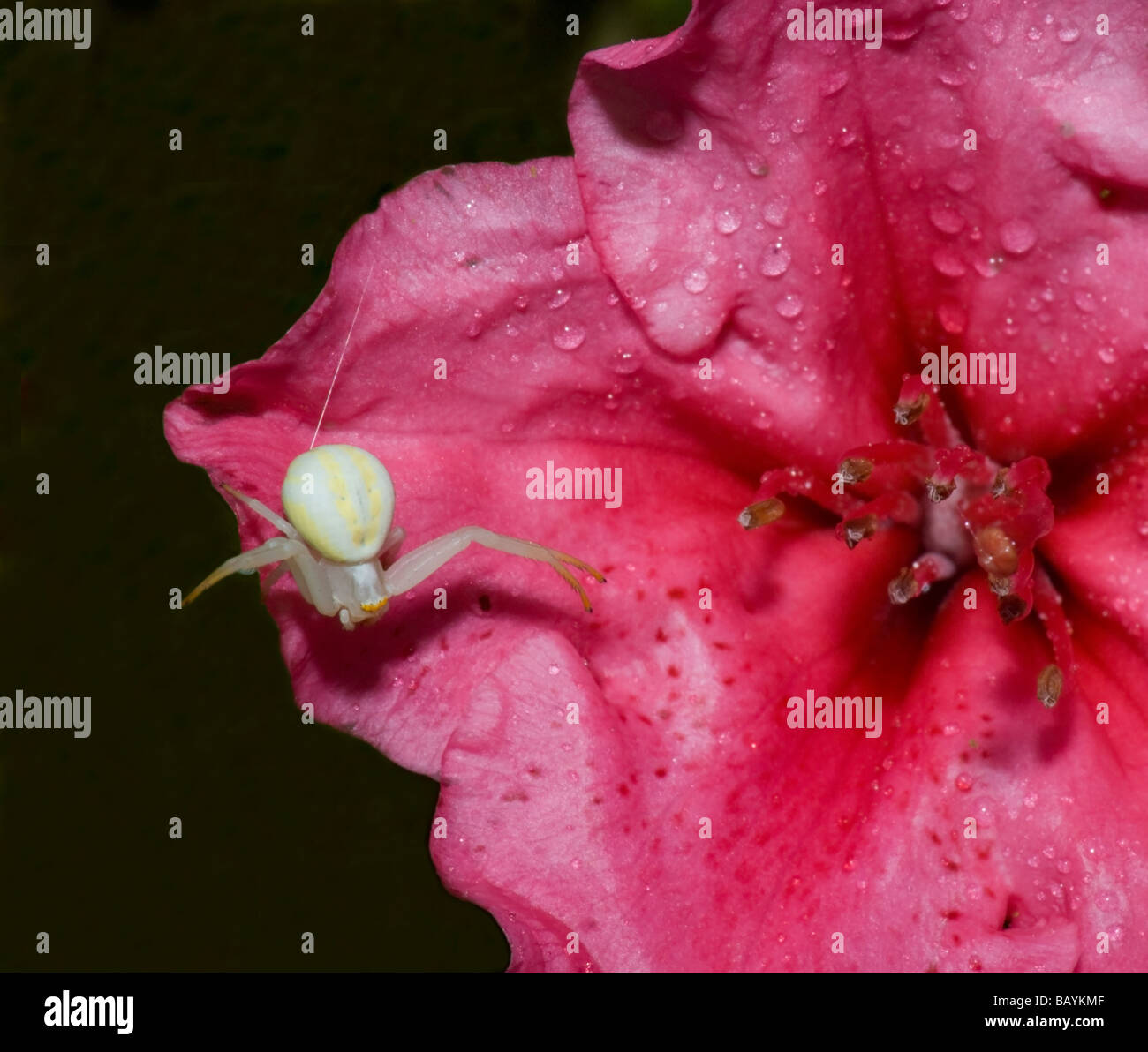 White crab spider hi-res stock photography and images - Alamy