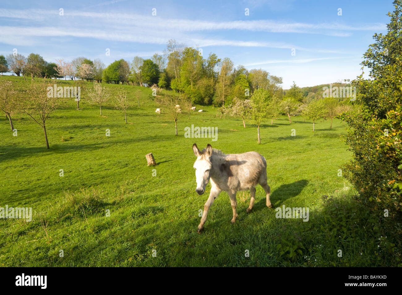 Donkey in a field Normandy France Stock Photo - Alamy
