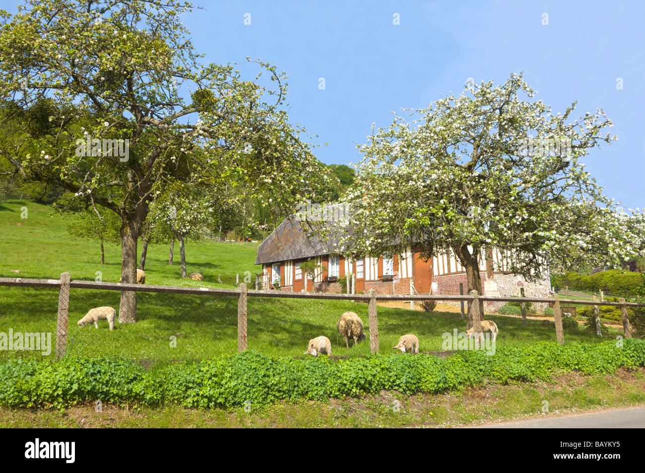 Normandy sheep hi-res stock photography and images - Alamy