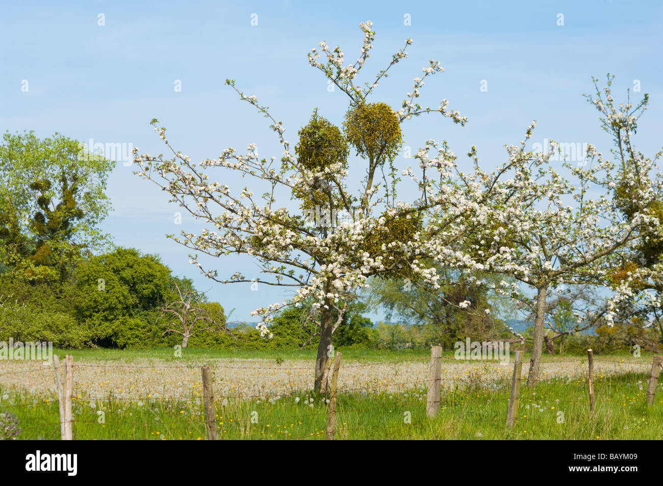 Apple Tree with Mistletoe Normandy France Stock Photo - Alamy