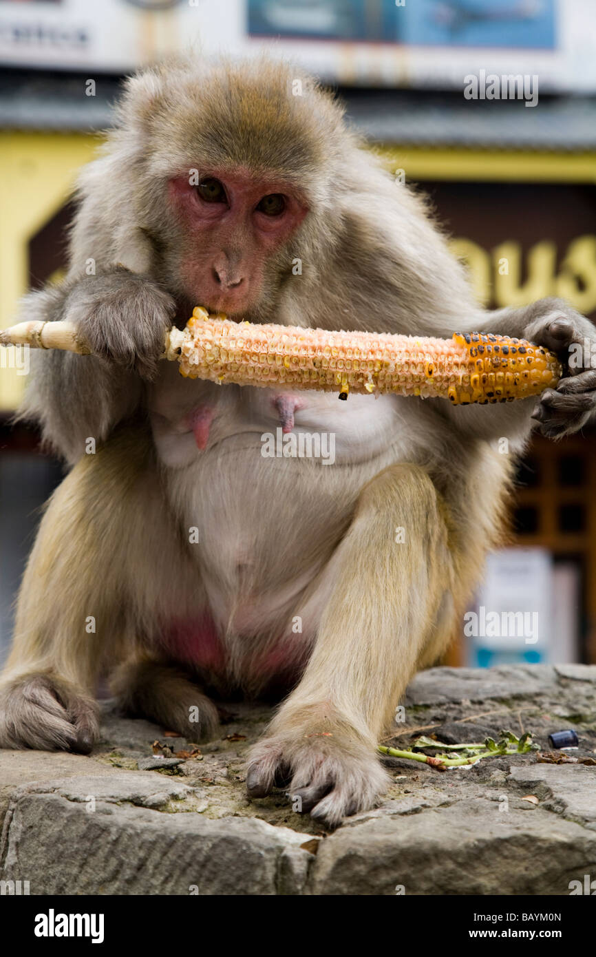 Shimla india macaque hi-res stock photography and images - Alamy