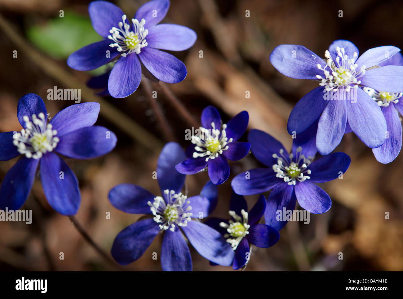 Anemone hepatica hi-res stock photography and images - Alamy