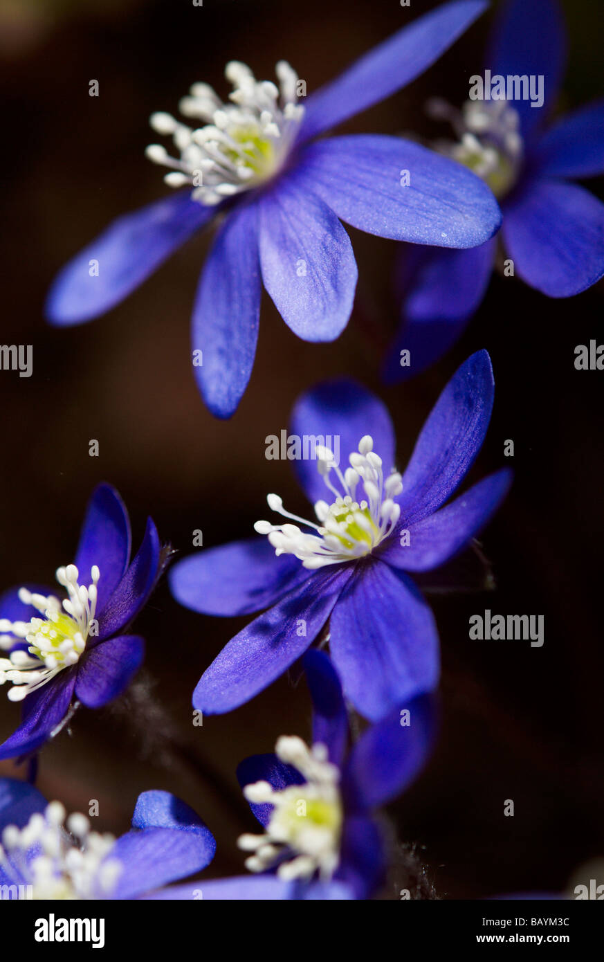Anemone hepatica hi-res stock photography and images - Alamy