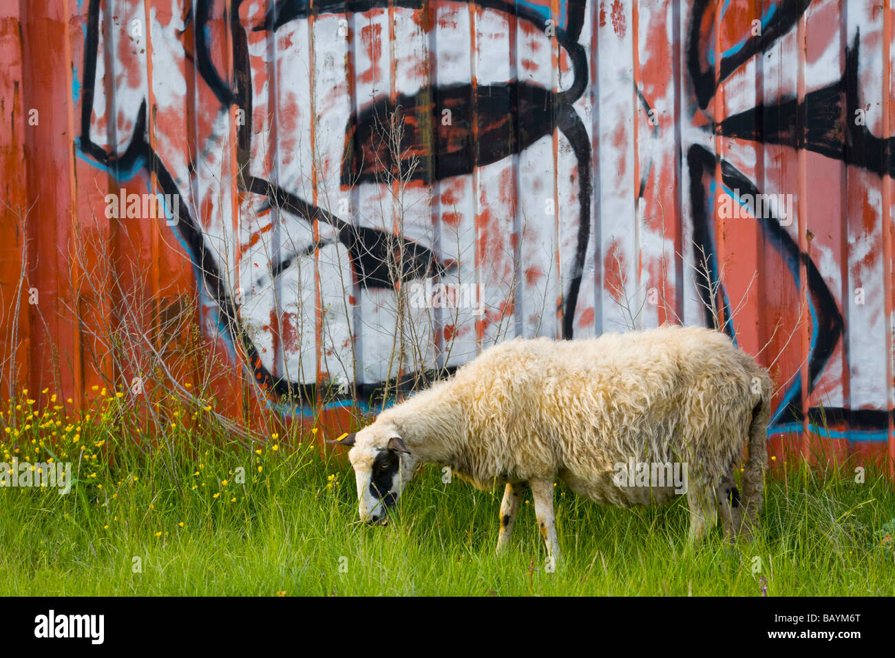 Single sheep grazing Stock Photo - Alamy