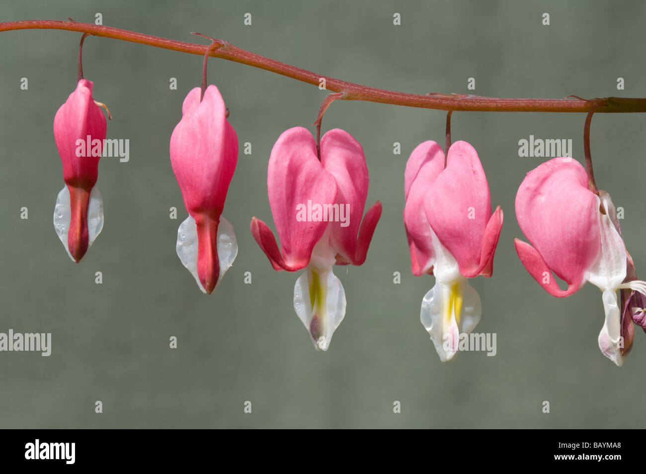 Bleeding Heart Dicentra spectabilis Stock Photo - Alamy