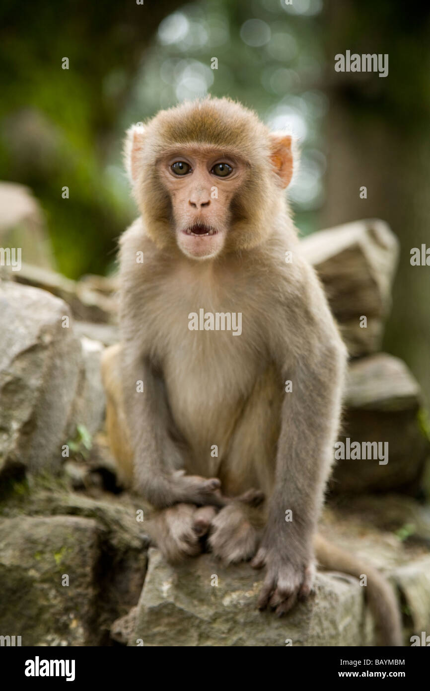Macaque Rhesus Monkey on the path to the Jakhu Temple (Monkey Temple). Shimla. Himachal Pradesh ...