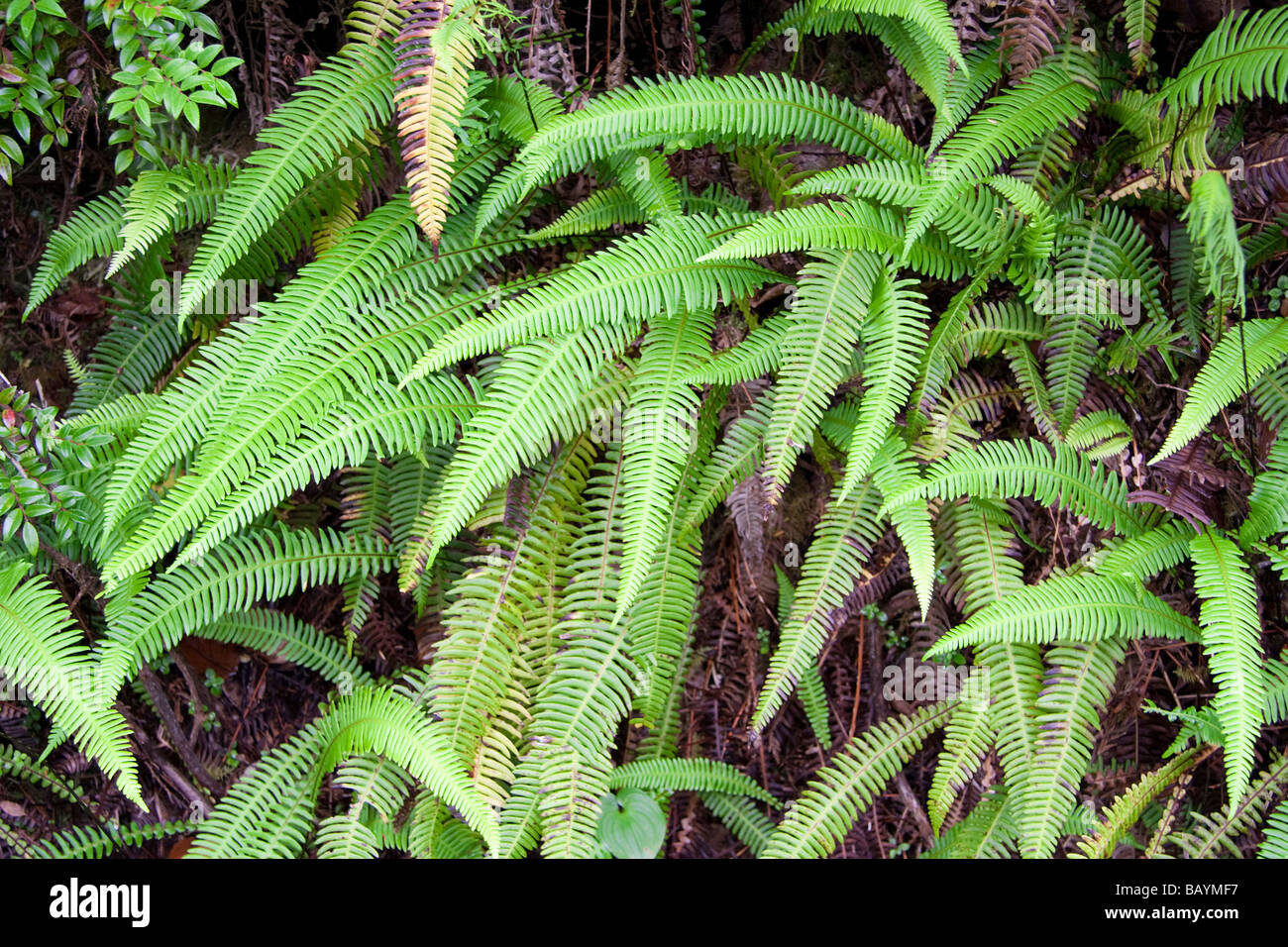 Ferns in temperate Rainforest - Wetland in Pacific Rim National Park ...