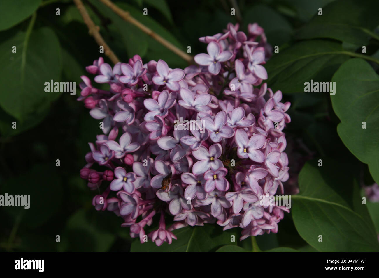 Lilac - Syringa flower Stock Photo - Alamy