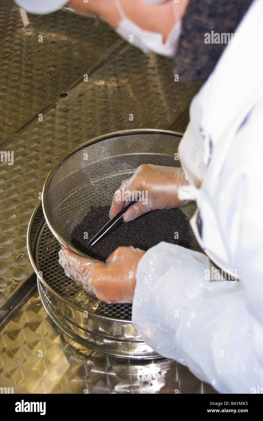 Caviar Production at sturgeon breeding farm Caviar Creator Demmin ...