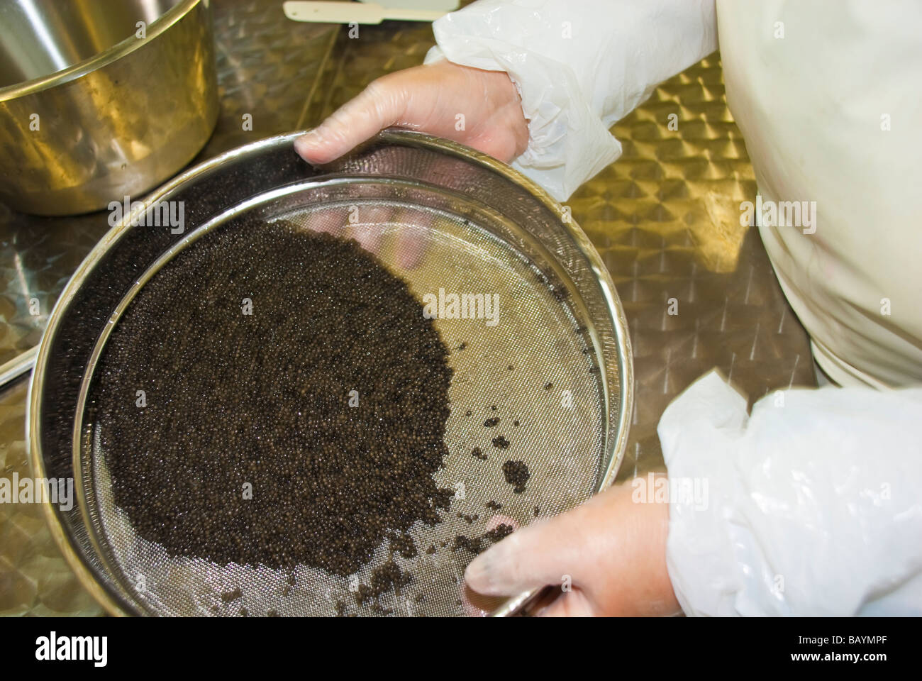 Caviar Production at sturgeon breeding farm Caviar Creator Demmin ...