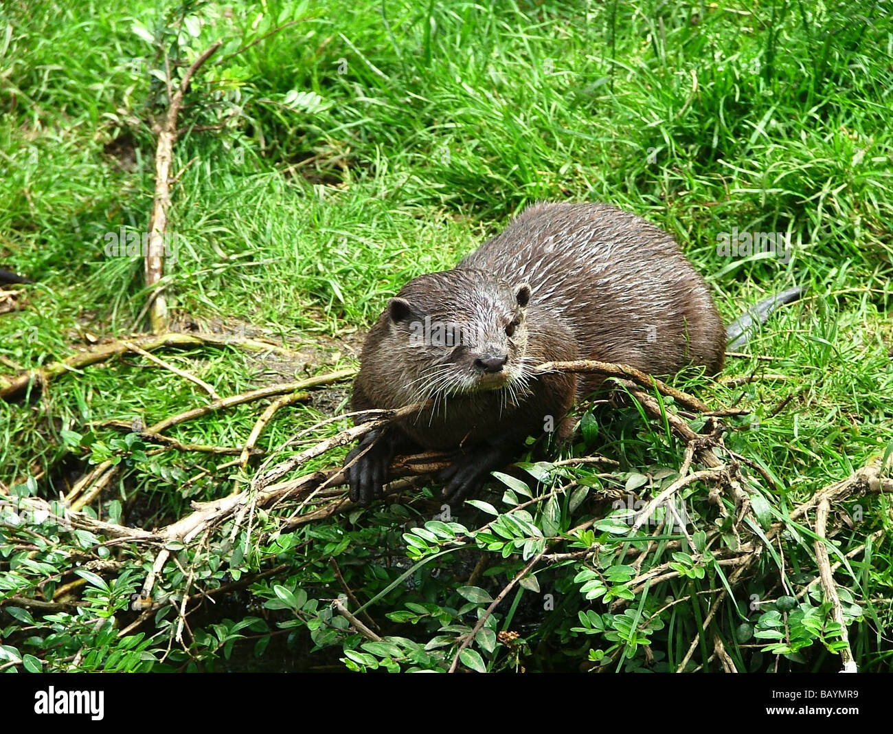 Little otter hi-res stock photography and images - Alamy