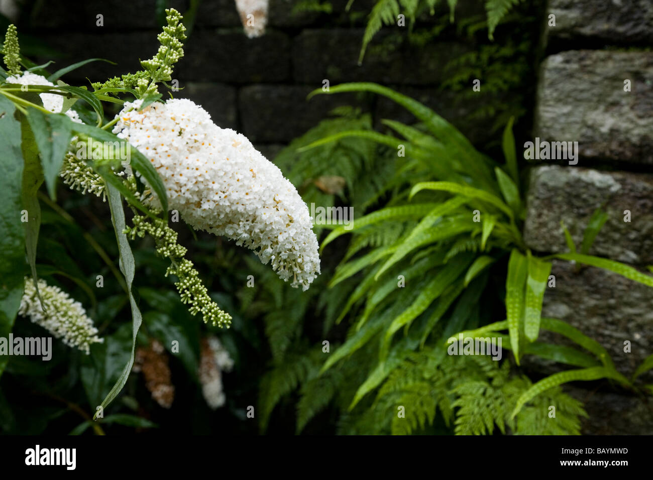 White buddleia flowering in the garden of Viceregal Lodge. Shimla ...