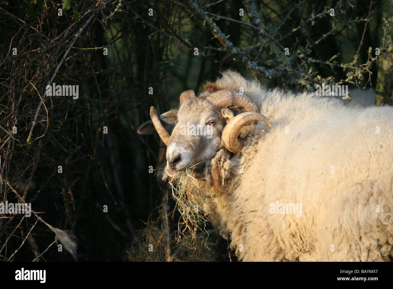 Ram eating straw Stock Photo - Alamy