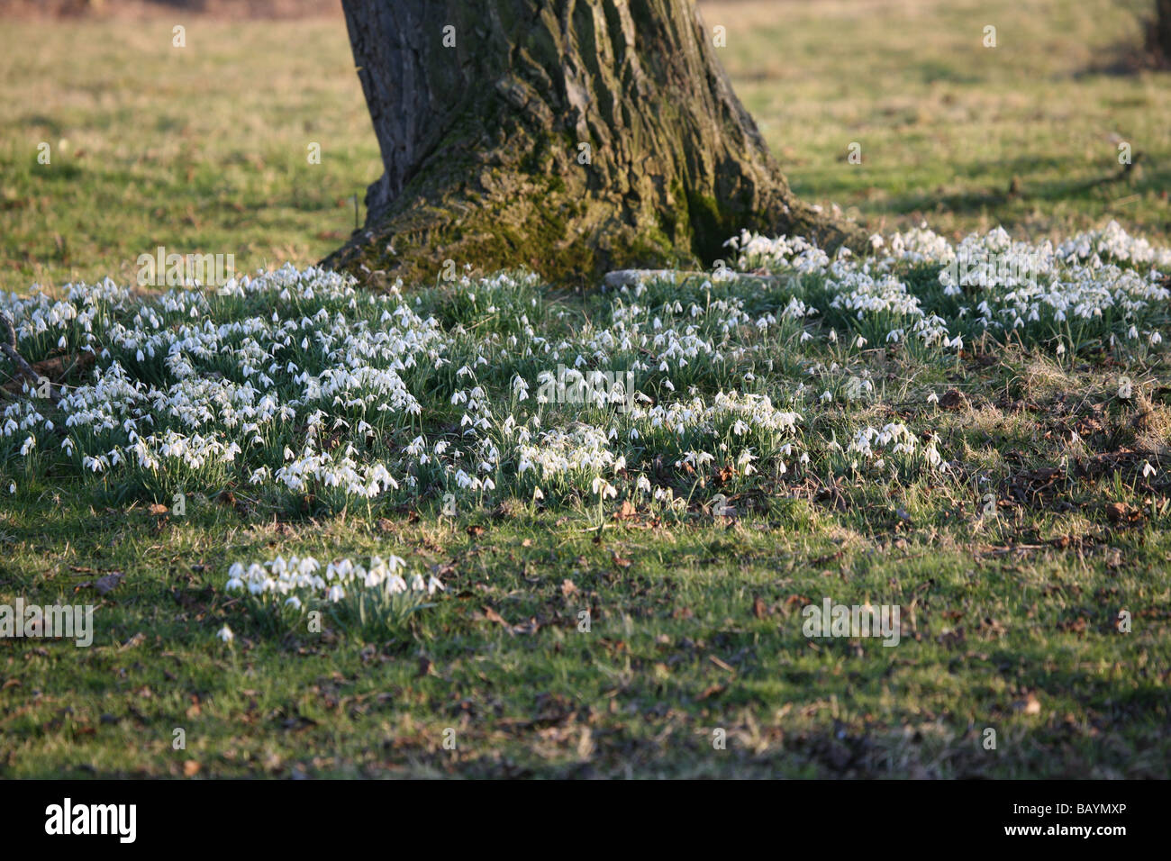 Snowdrops in bloom under a tree Stock Photo - Alamy