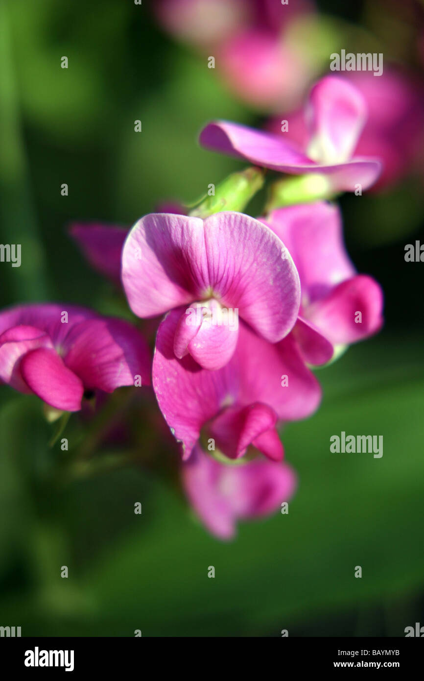 a pink flower - vicia Stock Photo - Alamy