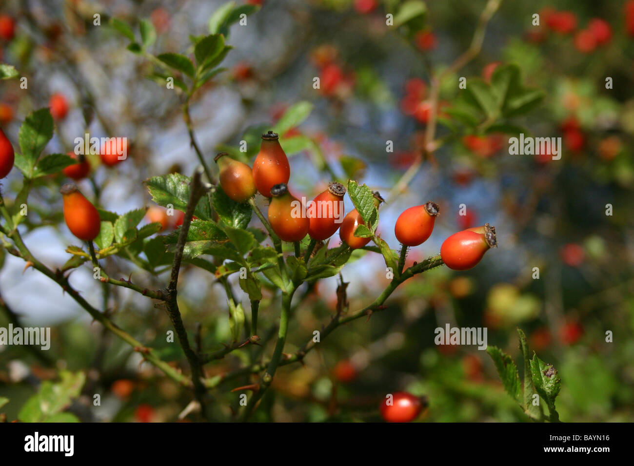 Wild Rose Hips Stock Photo - Alamy