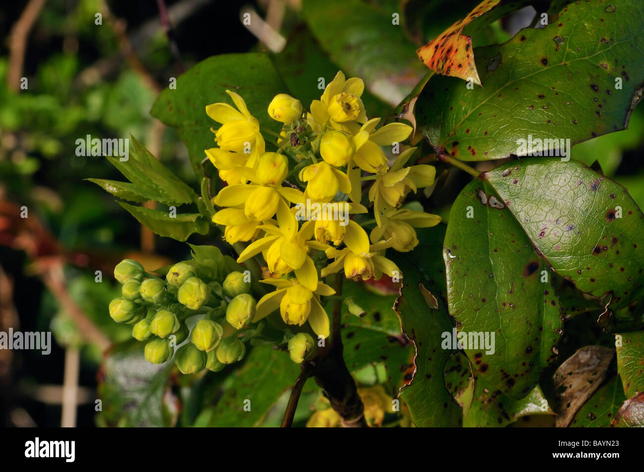 Oregon Grape Mahonia aquifolium with Mahonia rust Cumminsella ...