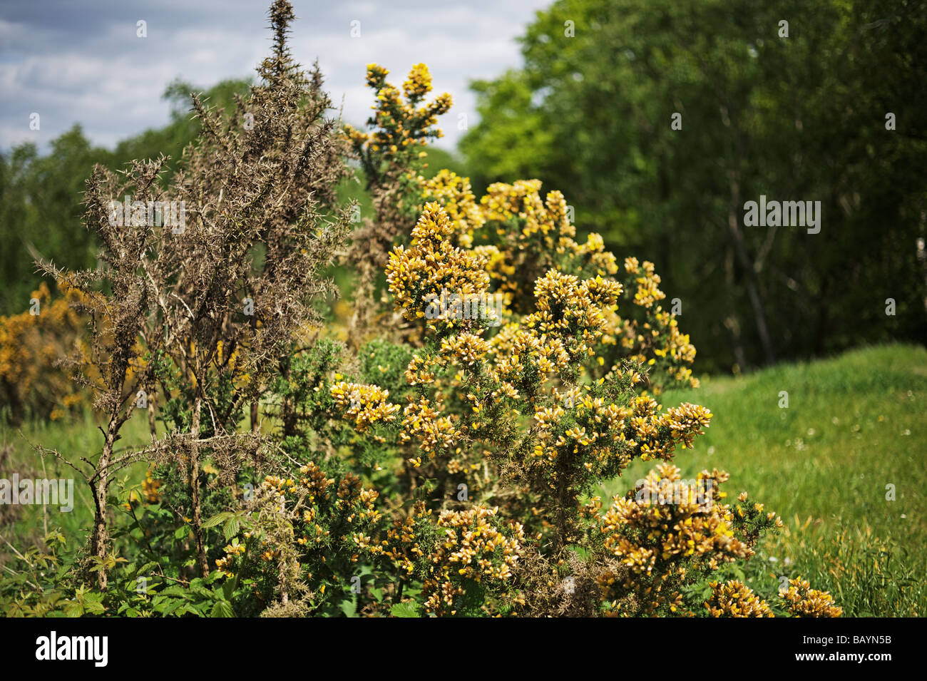 Yellow gorse in South Eastern England, springtime Stock Photo - Alamy