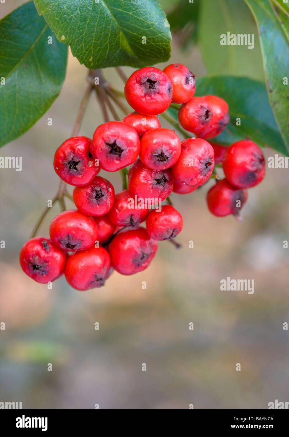Firethorn Pyracantha coccinea fruits Stock Photo - Alamy