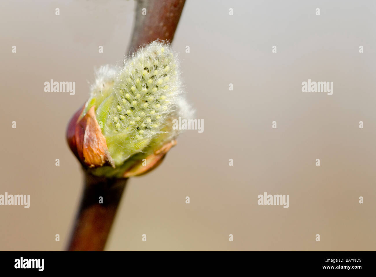 Willow salix caprea hi-res stock photography and images - Alamy