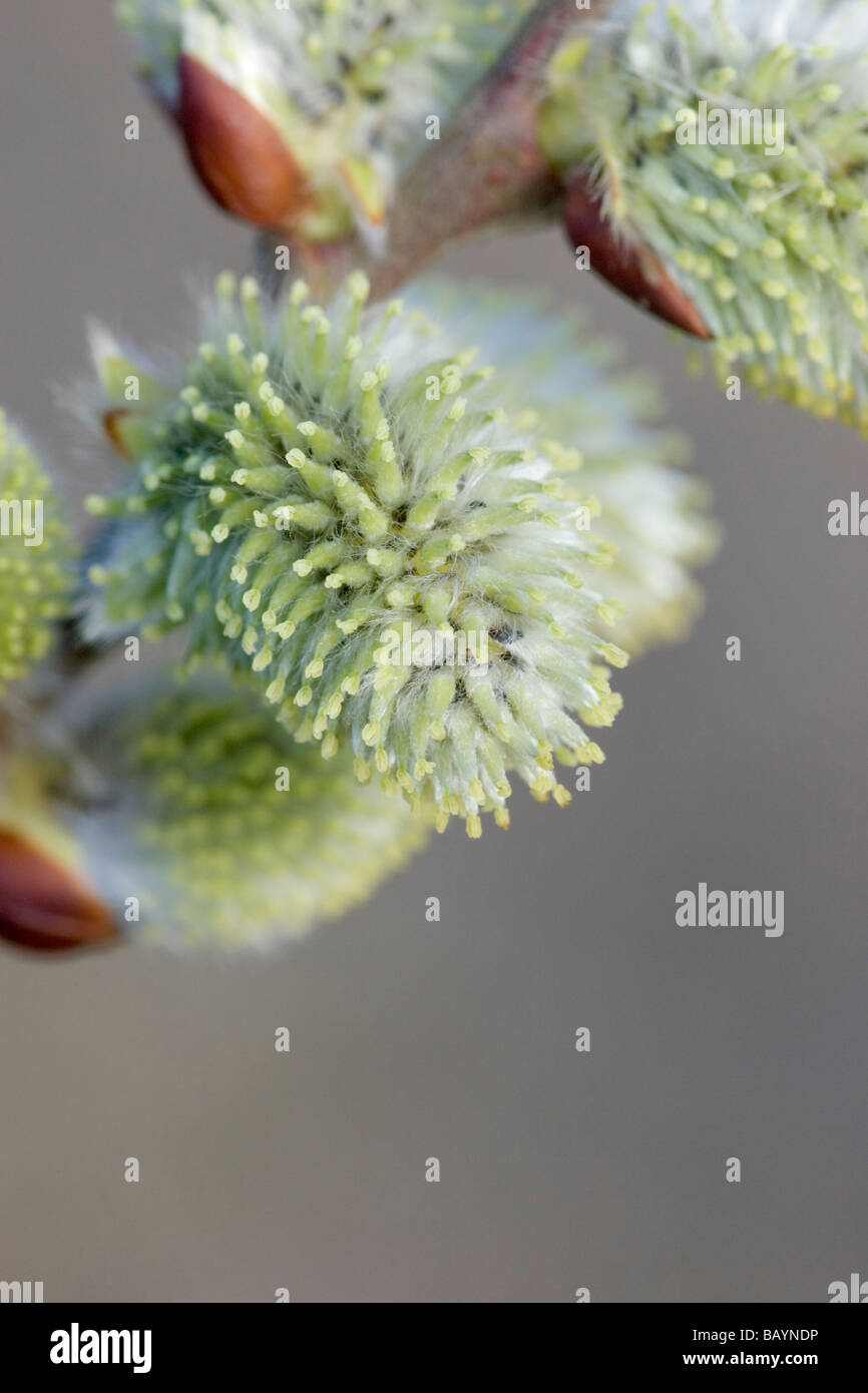 Goat Willow Salix caprea flowers Stock Photo - Alamy