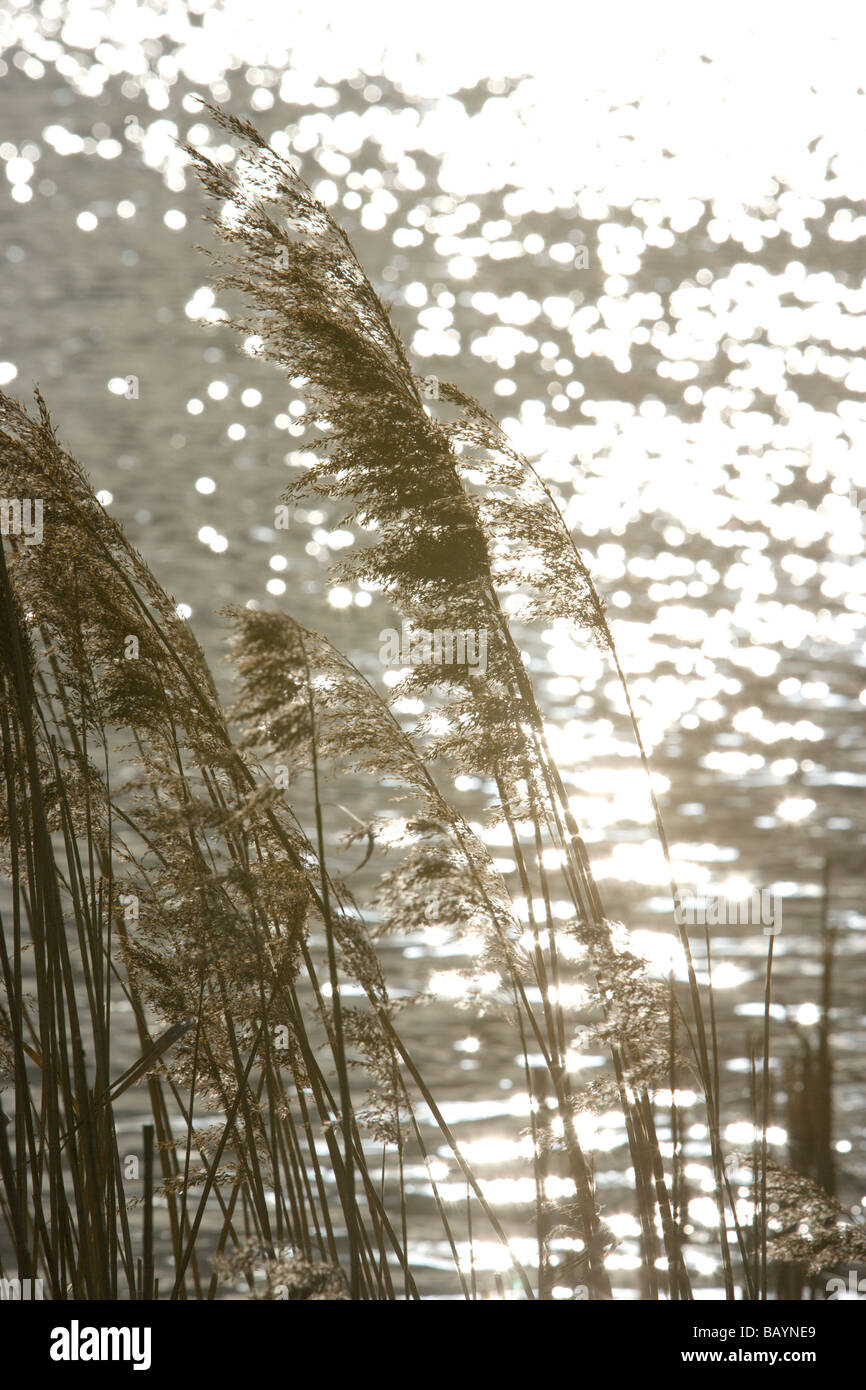 Common Reed Phragmites australis Stock Photo - Alamy
