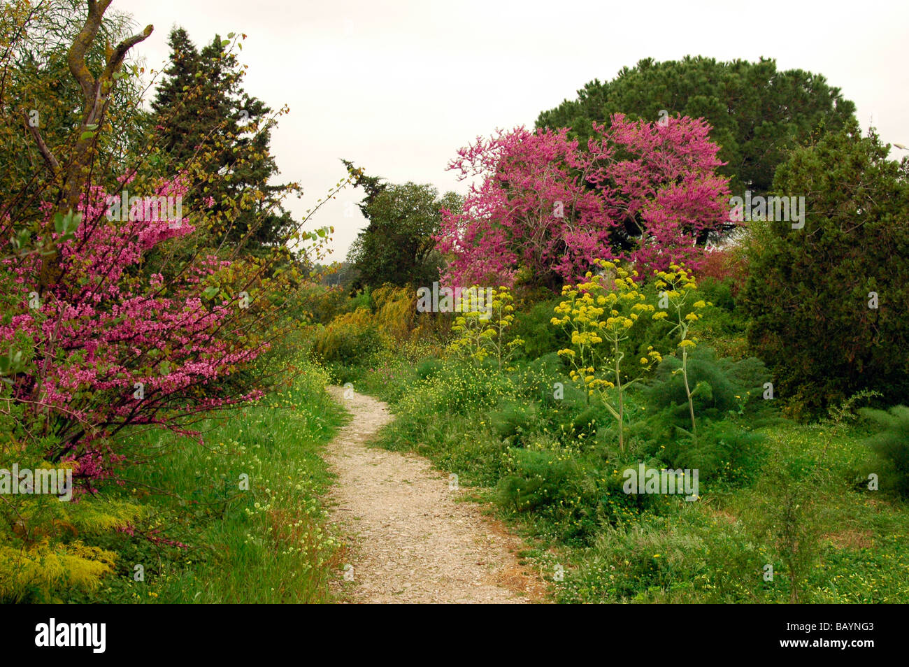 Tunis landscape, Africa. Spring, blossoming tree Stock Photo - Alamy