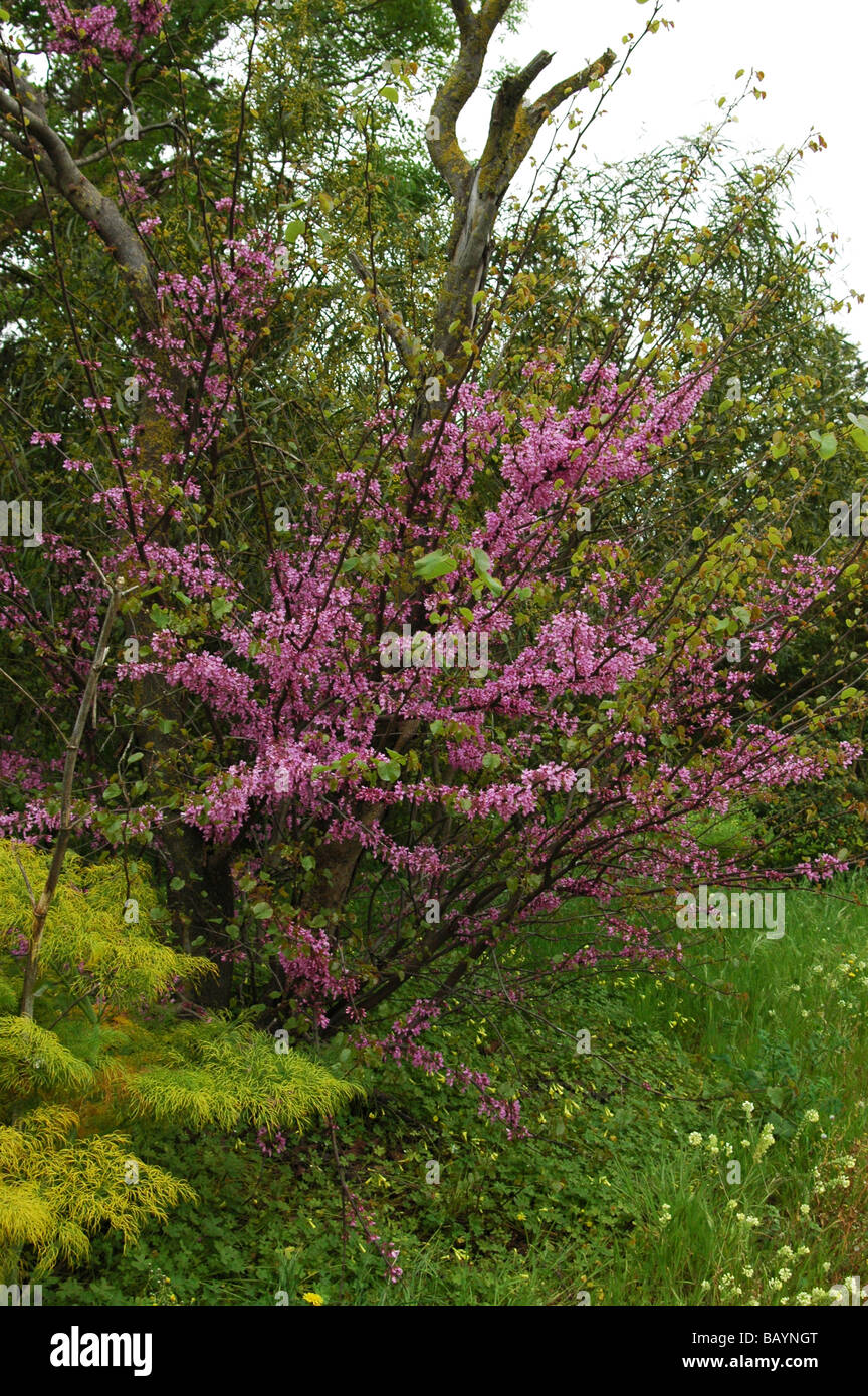 Tunis landscape, Africa. Spring, blossoming tree Stock Photo - Alamy