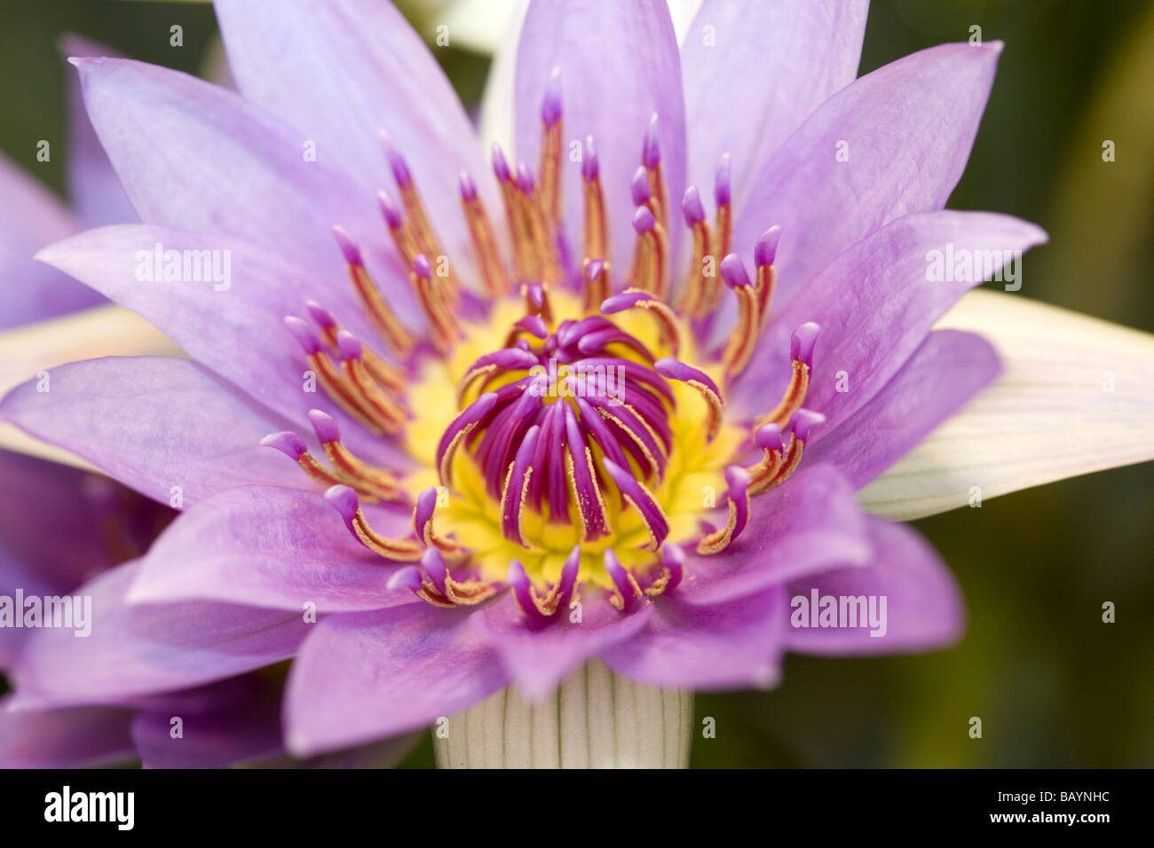 Water lily (Nymphaea colorata Stock Photo - Alamy