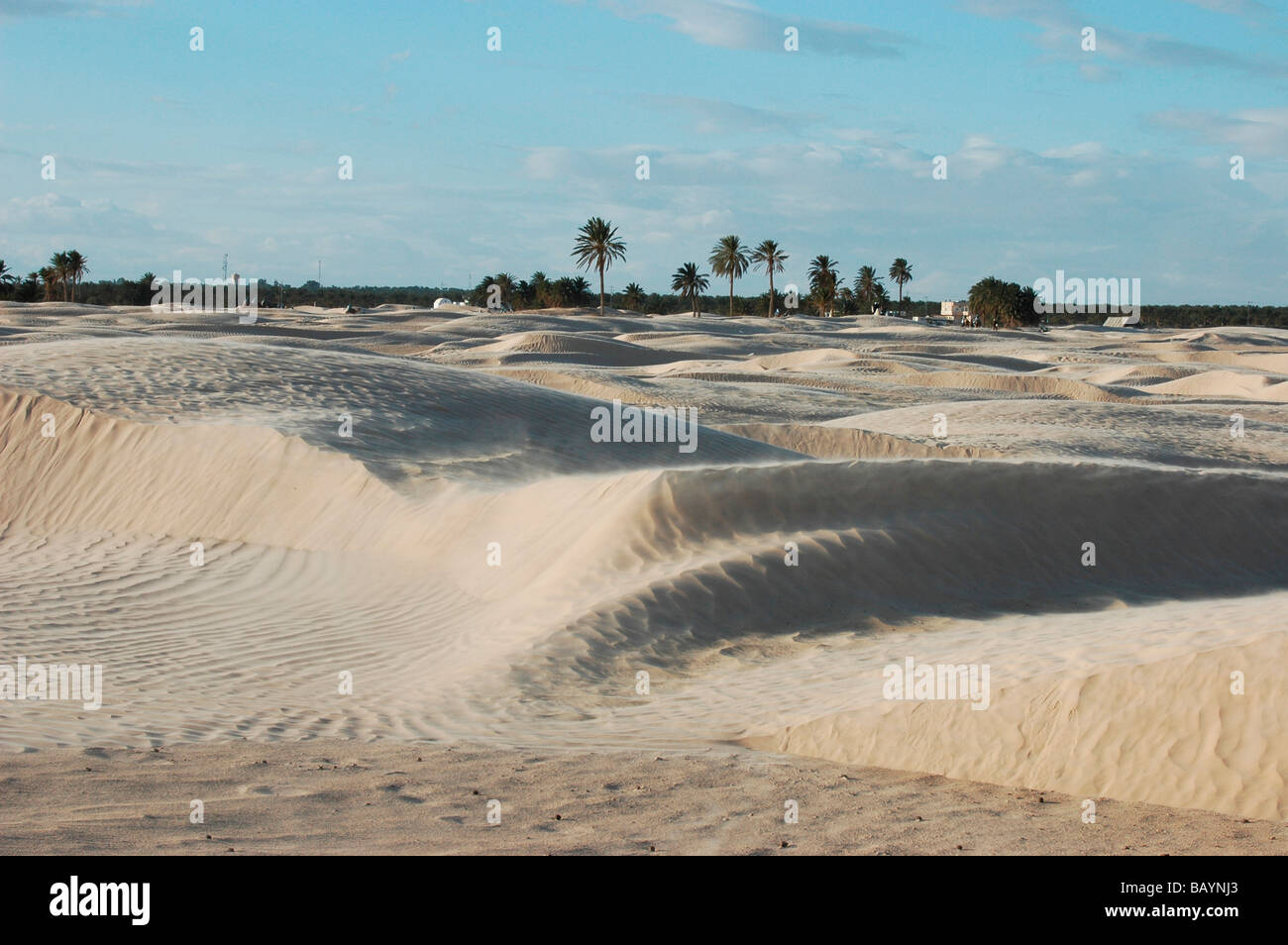 Tunis landscape , Africa. spring. Oasis, Desert Sahara Stock Photo - Alamy