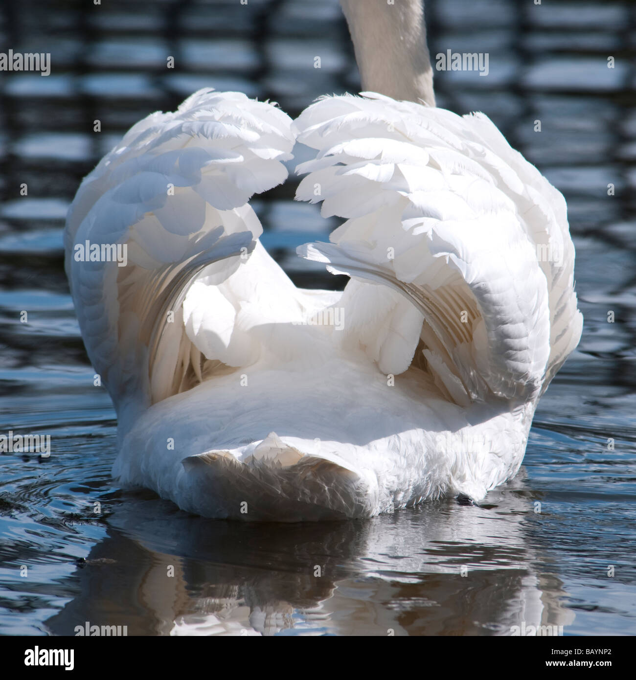 A Mute Swan pictured from behind the wings raised showing the details ...