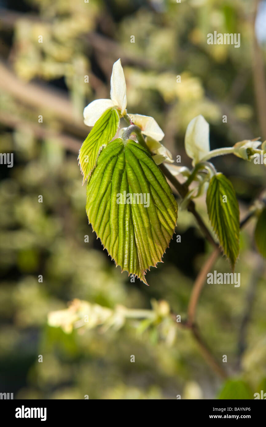 Winter Hazel (Corylopsis spicata Stock Photo - Alamy