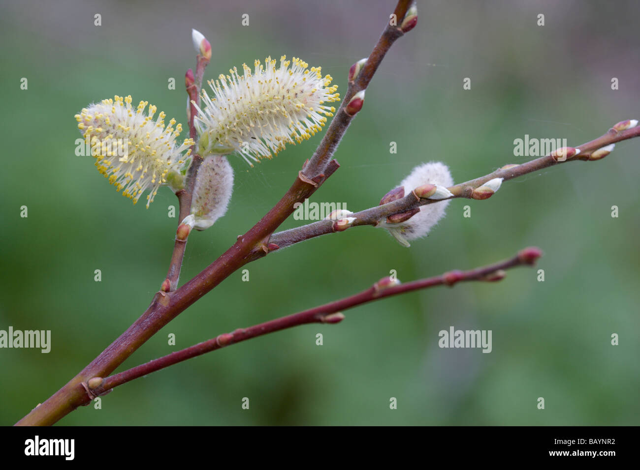 Goat Willow Salix caprea male flowers Stock Photo - Alamy