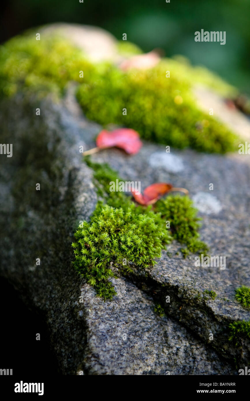 Moss sweden hi-res stock photography and images - Alamy