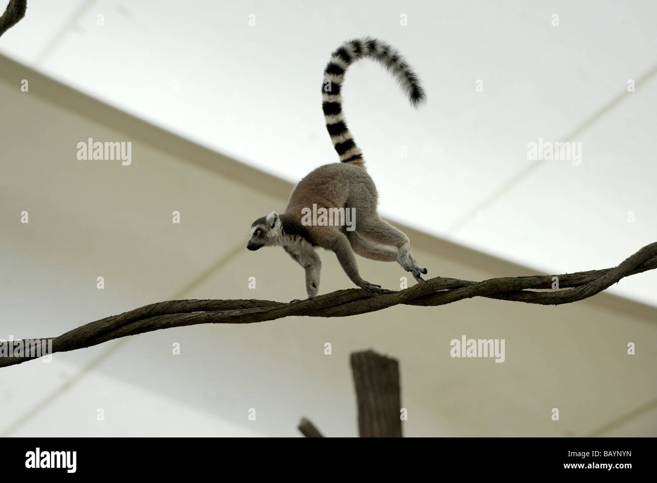 Ring tailed Lemur running across vine. Singapore Zoo, Singapore Stock ...