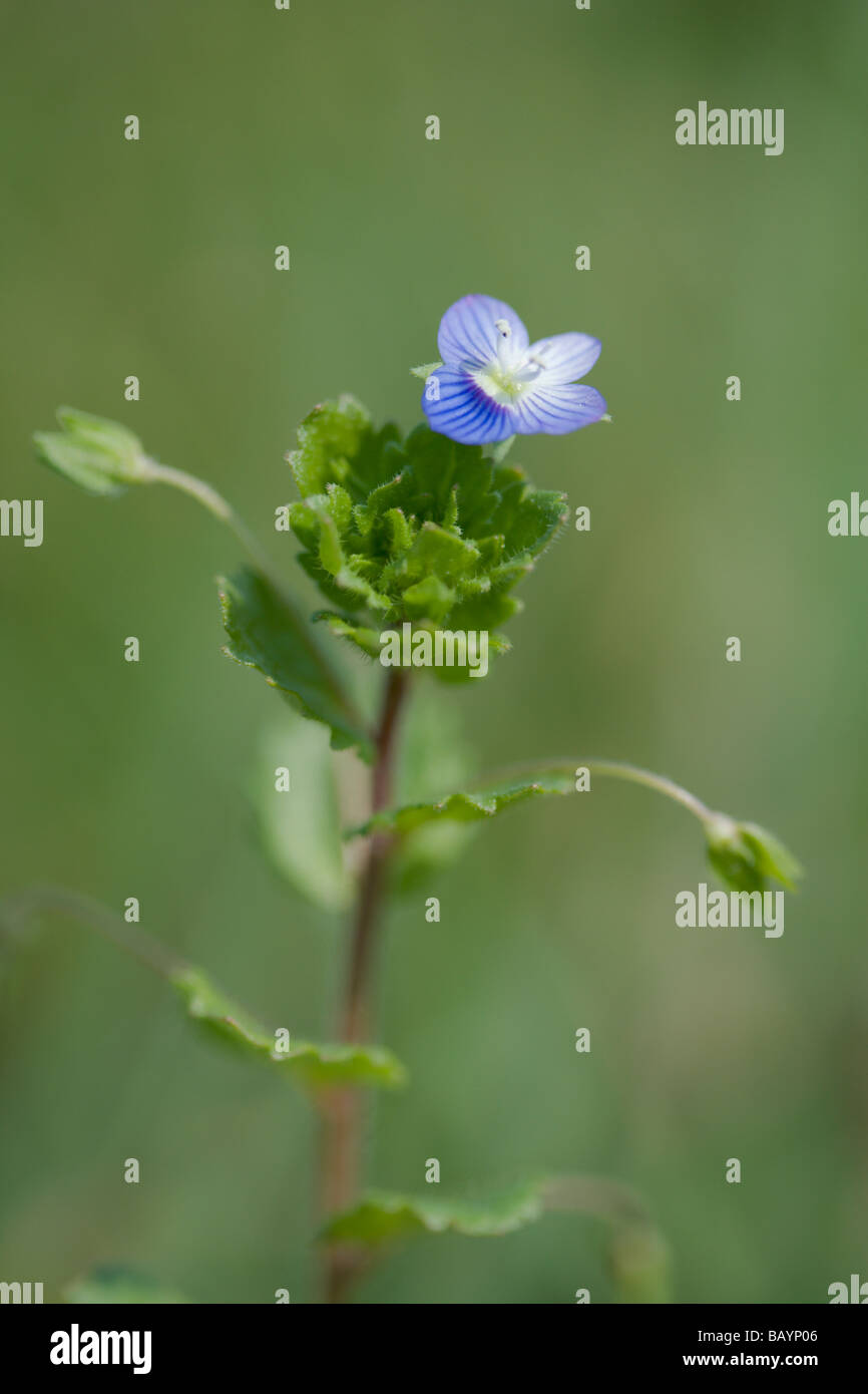 Slender Speedwell Veronica filiformis flower Stock Photo - Alamy