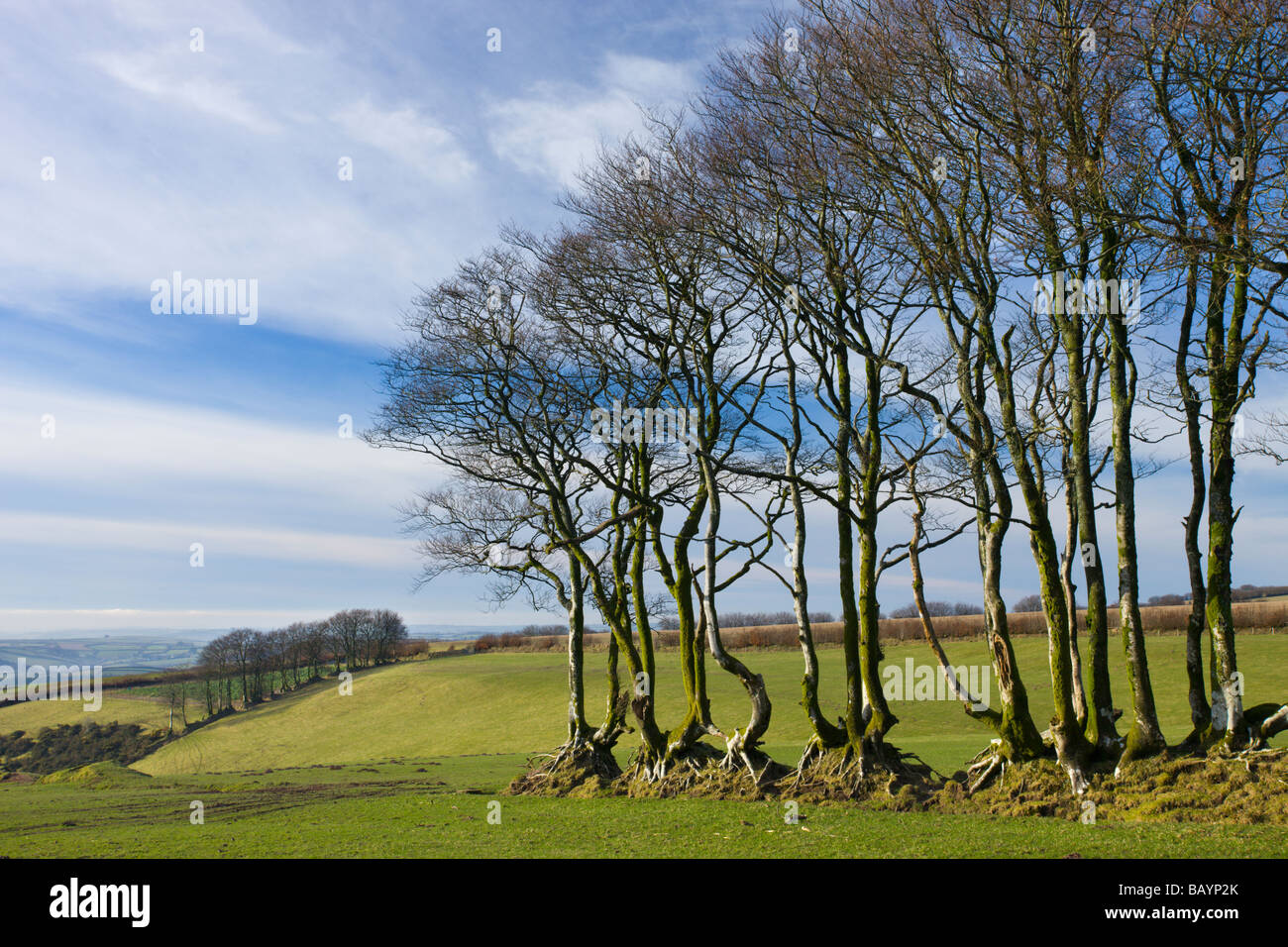 Beech trees in a field near North Radworthy Exmoor National Park Devon ...