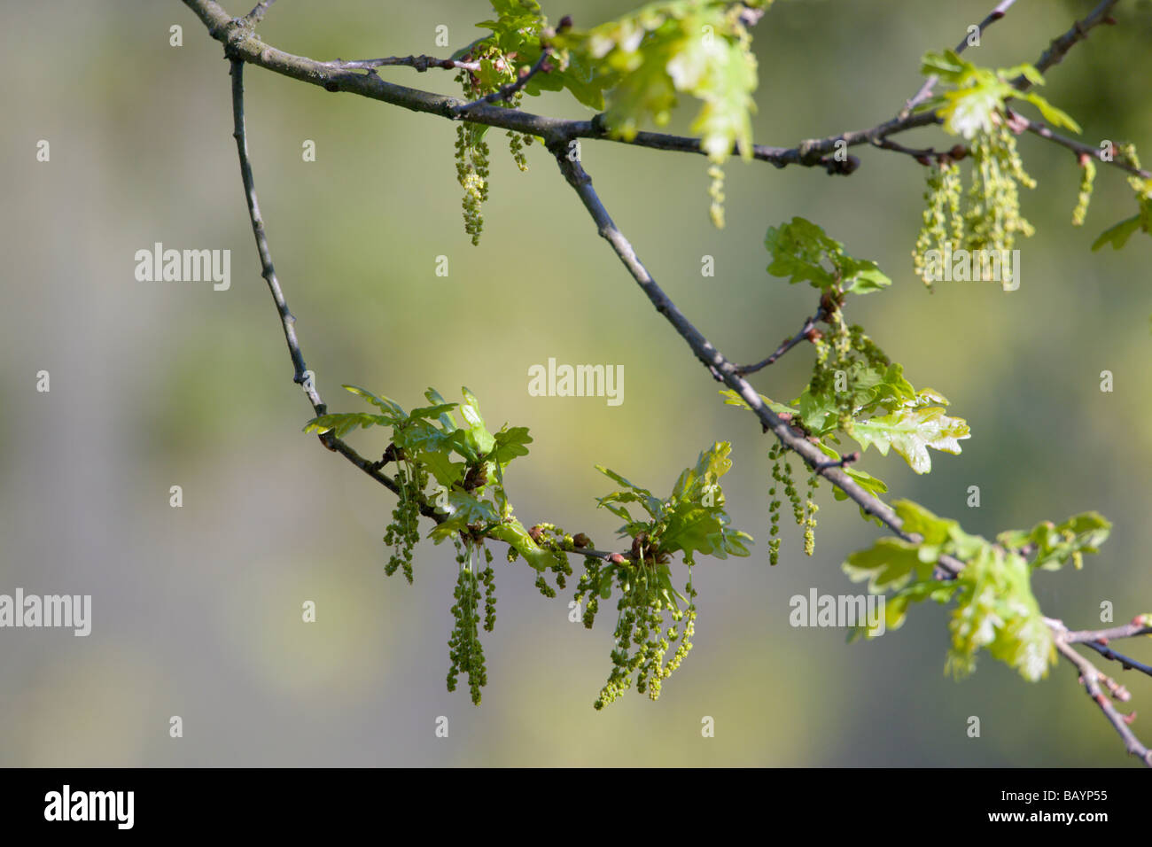 English or Pedunculate Oak Quercus robur branch showing flowers Stock ...