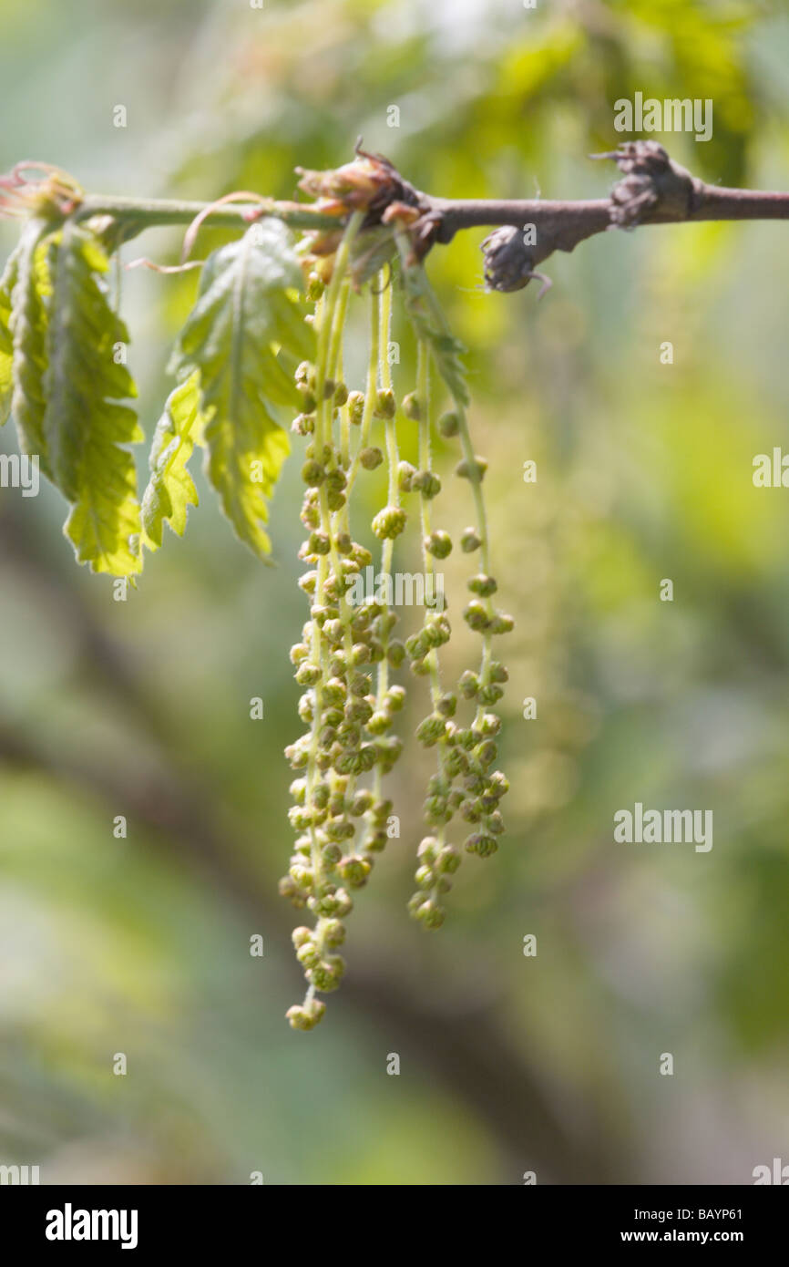 English or Pedunculate Oak Quercus robur flowers Stock Photo - Alamy