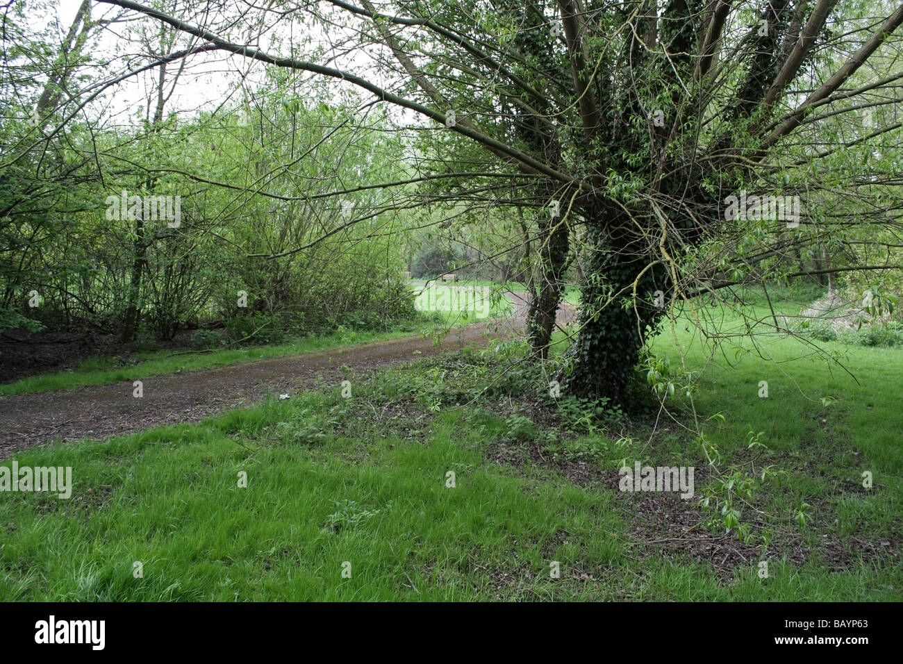 View through bushes trees hi-res stock photography and images - Alamy