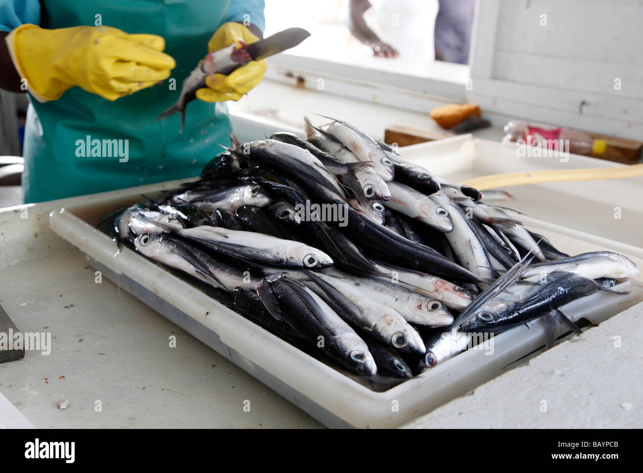 Flying Fish for sale in Caribbean Stock Photo - Alamy