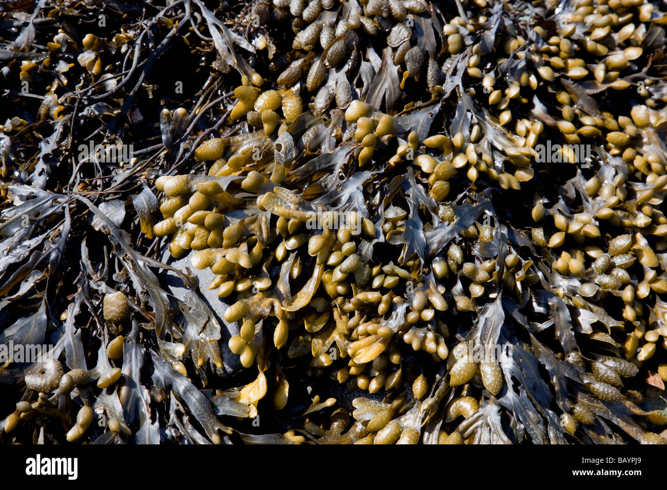 Seaweed on Rhosneigr beach, Anglesey, Wales Stock Photo - Alamy