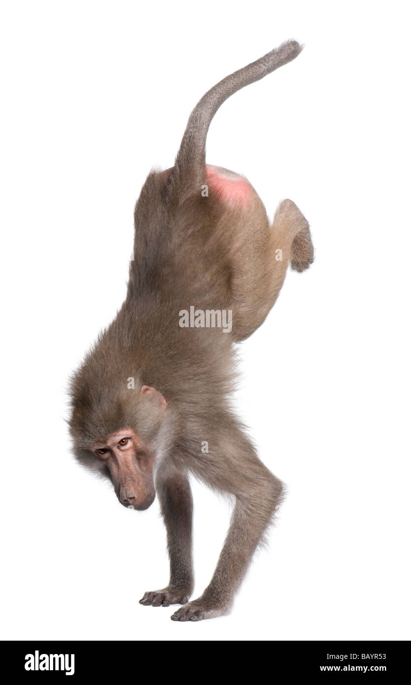 White hand monkey hi-res stock photography and images - Alamy