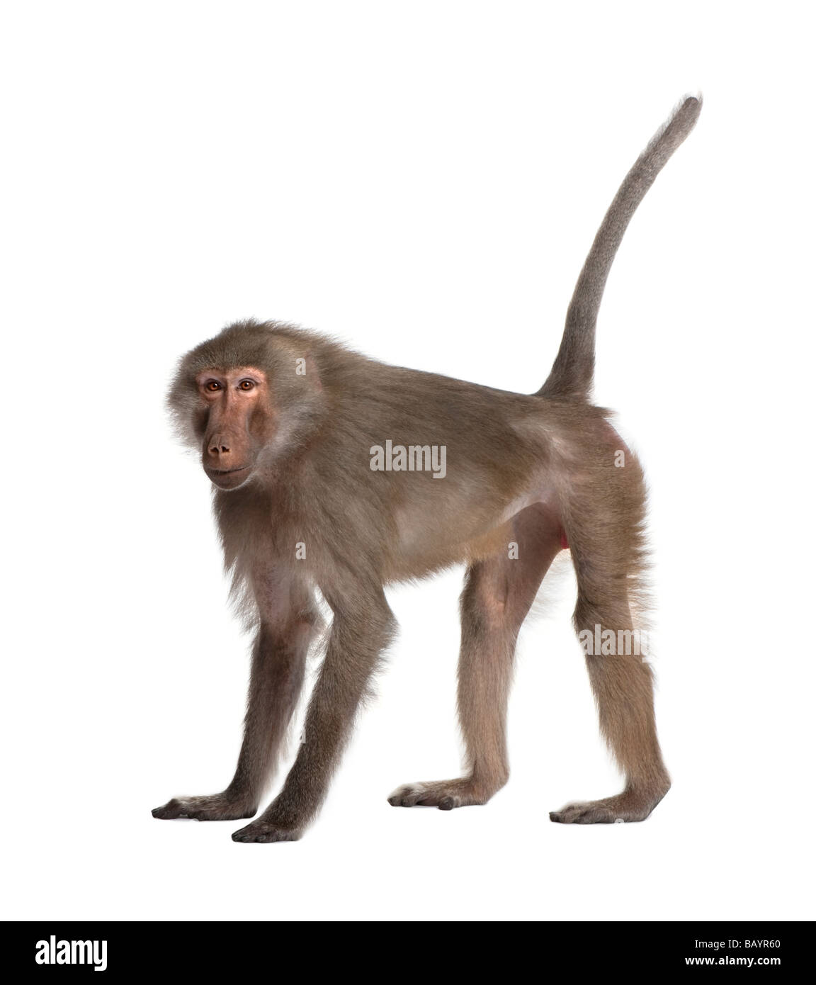 Baboon Simia hamadryas in front of a white background Stock Photo - Alamy